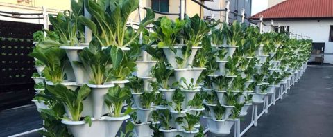 Commercial Growing - EZ GRO Garden